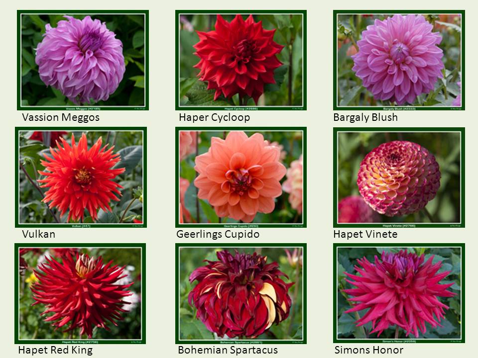 Østrigske georginer | Dahliagaarden